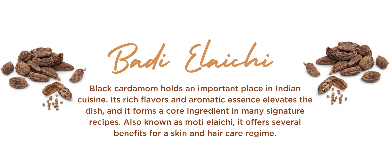 Badi elaichi - Health Benefits, Uses and Important Facts - PotsandPans ...