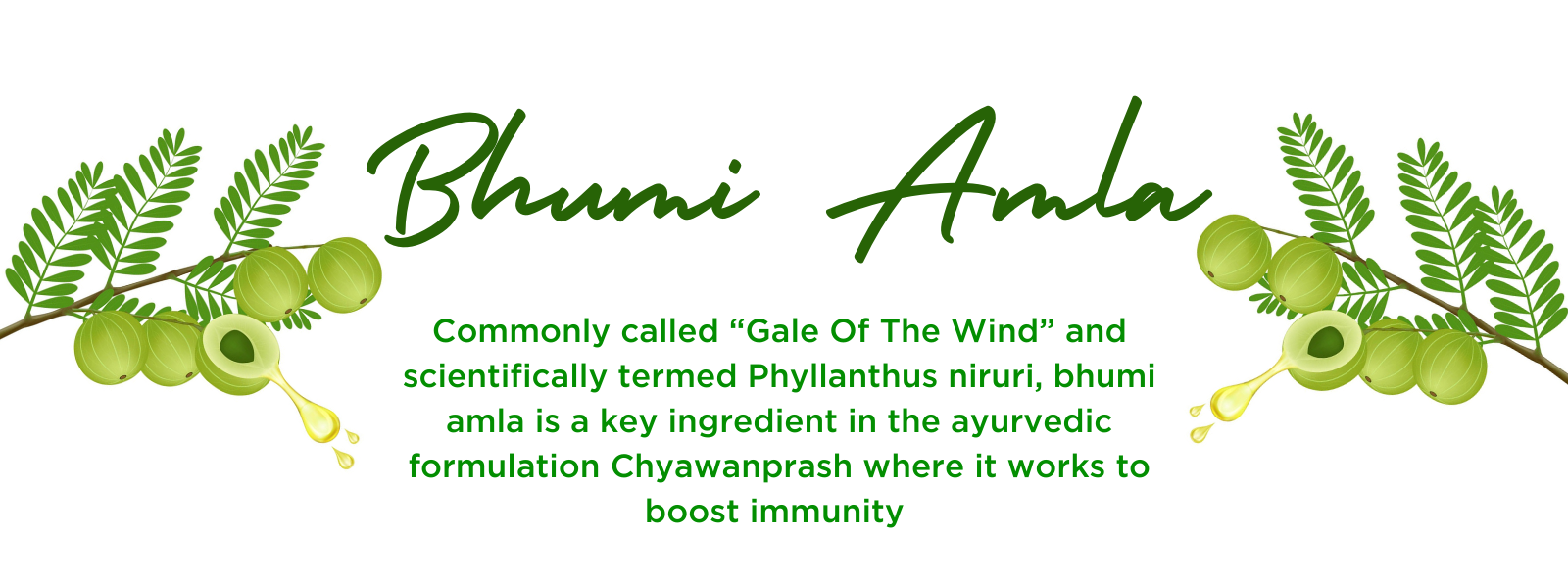 Bhumi amla - Health Benefits, Uses and Important Facts - PotsandPans India