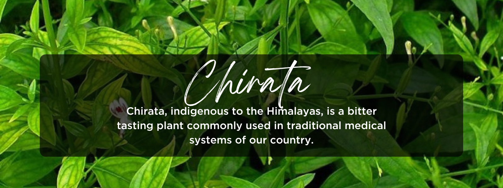 Chirata- Health Benefits, Uses and Important Facts - PotsandPans India