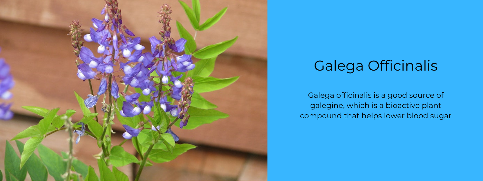 Galega Officinalis - Health Benefits, Uses and Important Facts ...