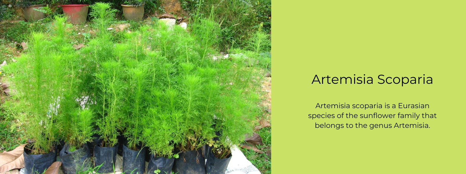 Health Benefits Of Artemisia Annua