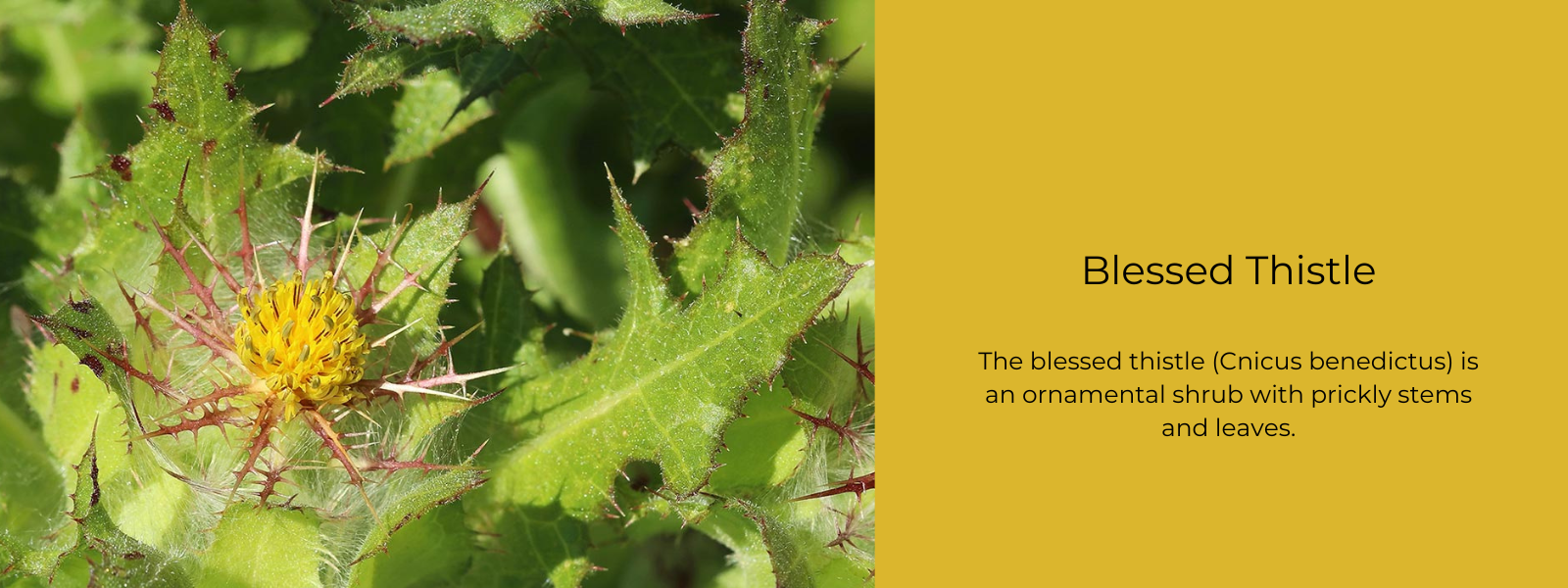 Blessed Thistle - Health Benefits, Uses and Important Facts ...