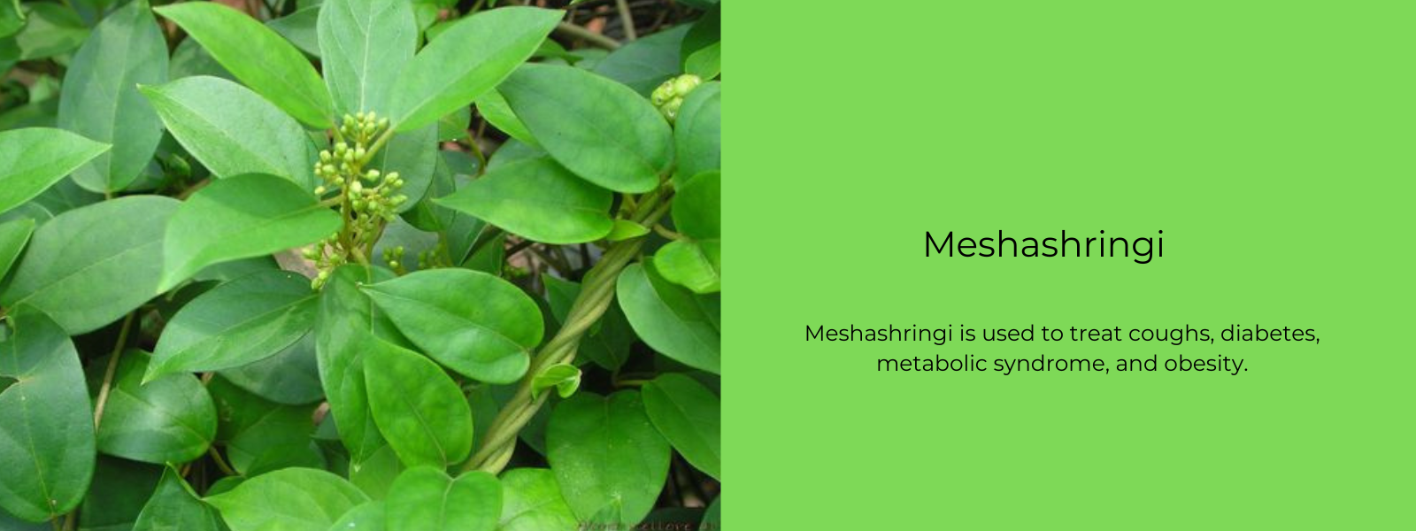 Meshashringi - Health Benefits, Uses and Important Facts - PotsandPans ...