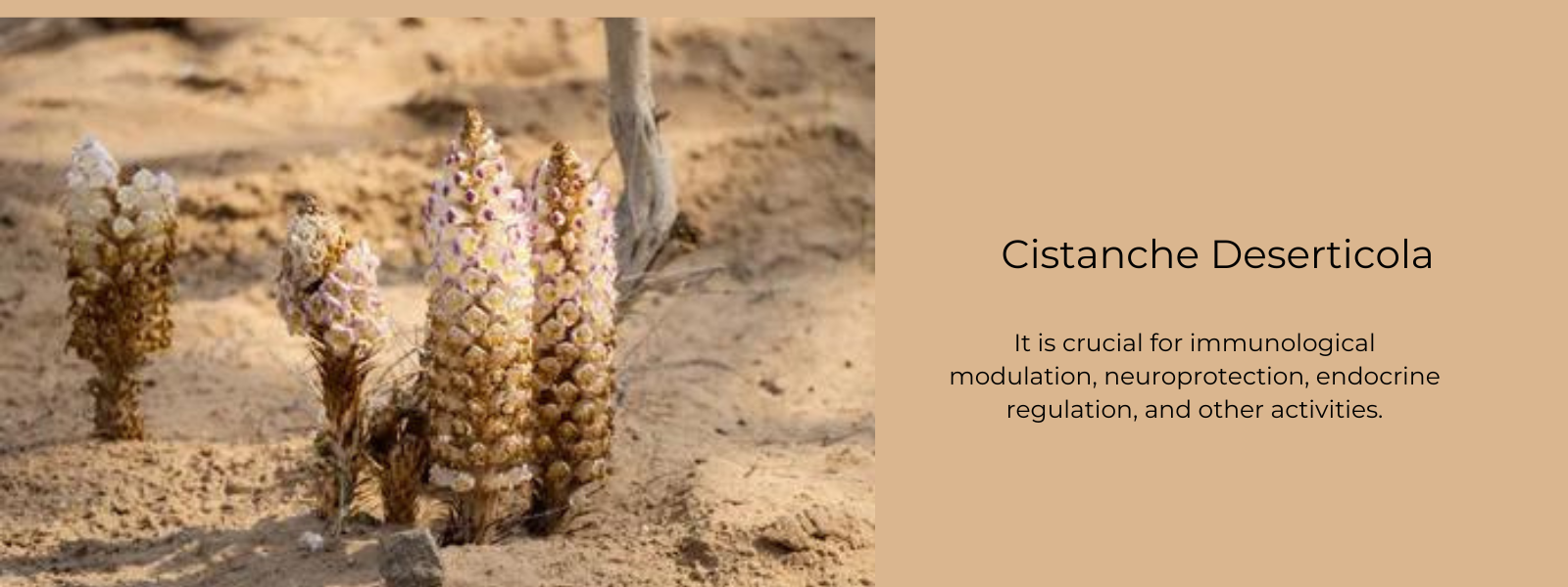Cistanche Deserticola- Health Benefits, Uses and Important Facts ...