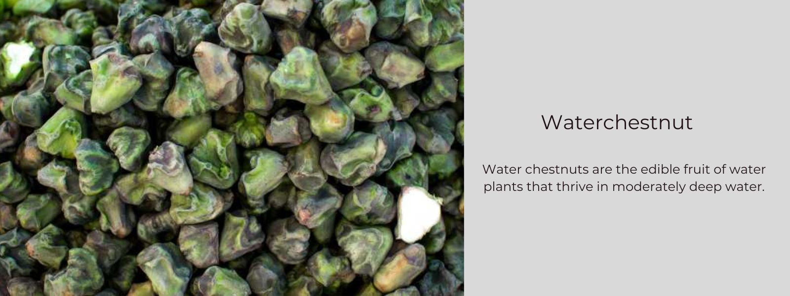 Water Chestnut Plant In India