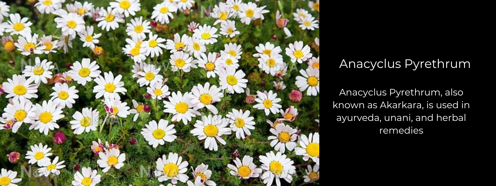 Anacyclus Pyrethrum: Health Benefits, Uses and Important Facts ...