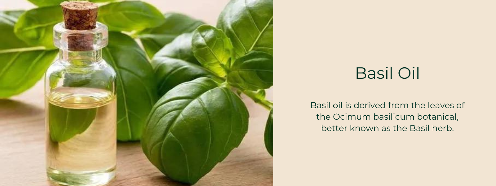 Basil Oil- Health Benefits, Uses and Important Facts - PotsandPans India