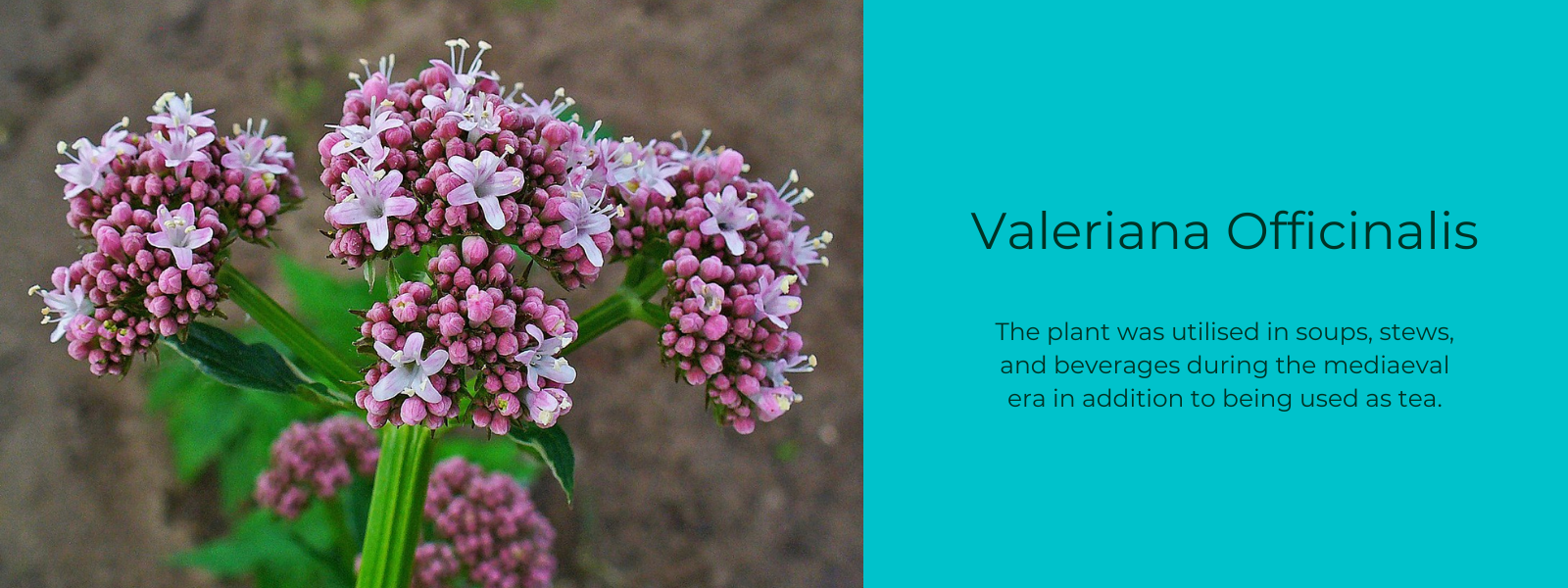 Valeriana ( Valerian Officinalis) - Health Benefits, Uses and Important ...