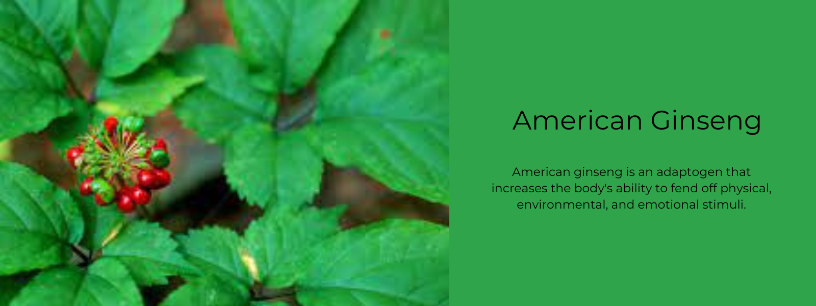 American Ginseng - Health Benefits, Uses and Important Facts ...