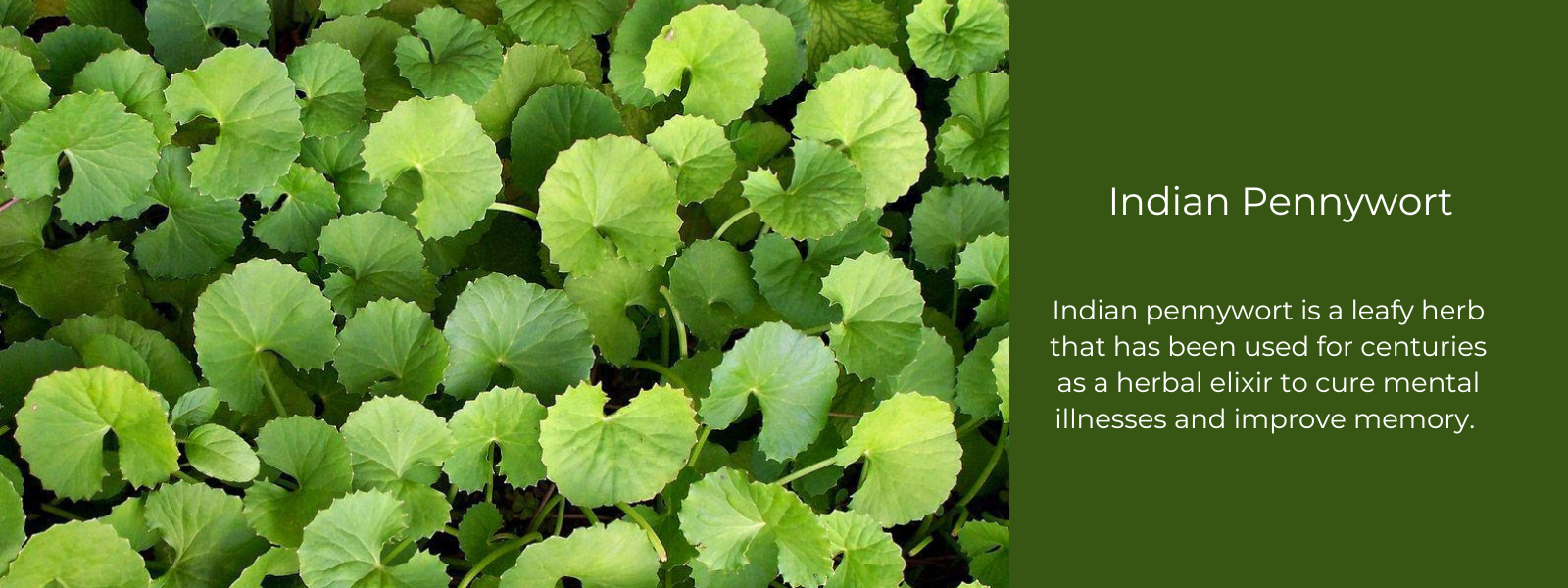 Indian Pennywort Health Benefits Uses And Important Facts indian-pennywort-health-benefits-uses-and-important-facts