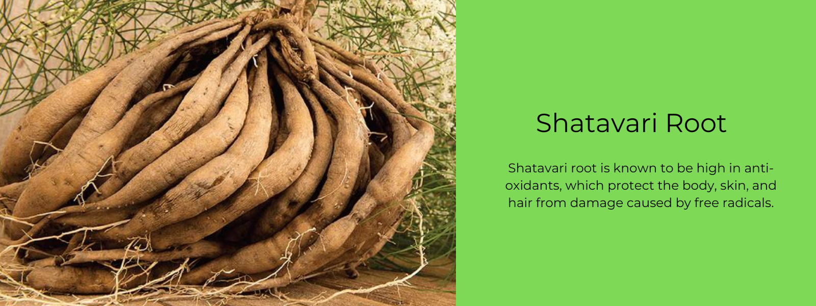 Shatavari Root- Health Benefits, Uses and Important Facts - PotsandPans ...