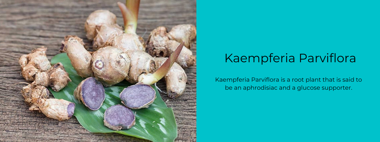 Kaempferia Parviflora - Health Benefits, Uses and Important Facts ...