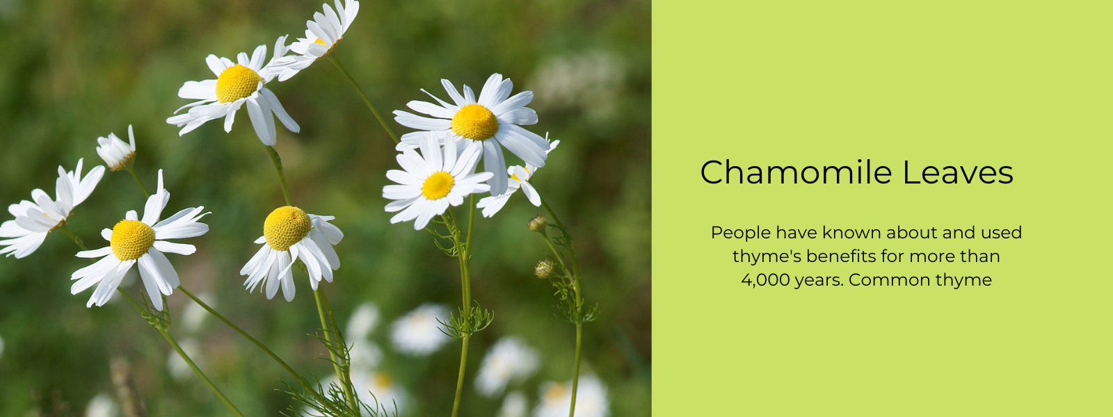 Chamomile Leaves - Health Benefits, Uses and Important Facts ... Chamomile Leaves - Health Benefits, Uses and Important Facts ...