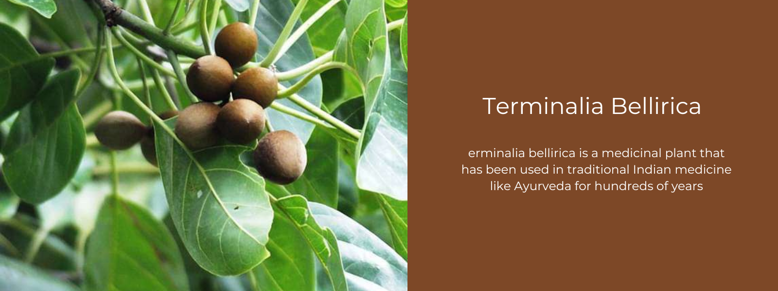 Terminalia Bellirica - Health Benefits, Uses and Important Facts ...