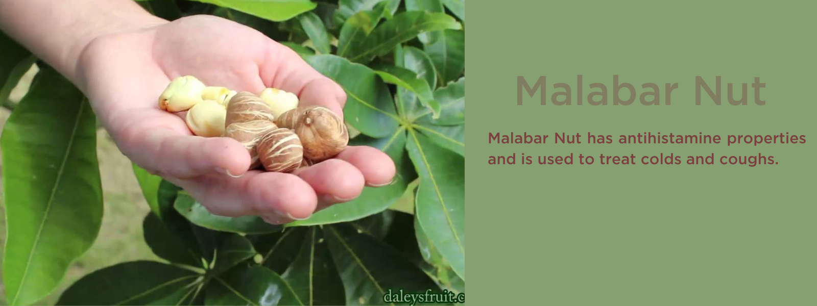 Malabar Nut - Health Benefits, Uses and Important Facts - PotsandPans India