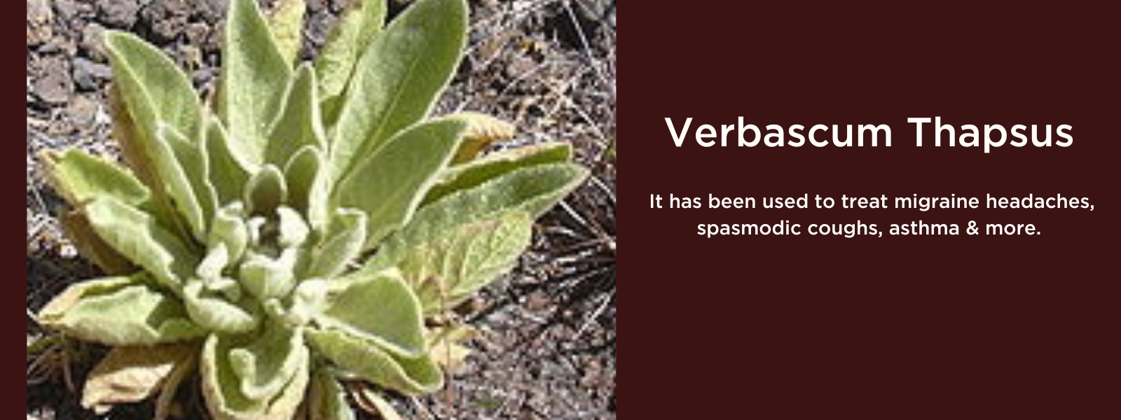 Verbascum thapsus - Health Benefits, Uses and Important Facts ...