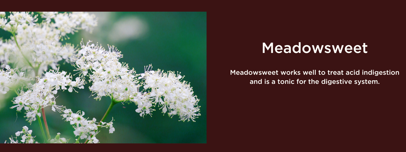 Meadowsweet - Health Benefits, Uses and Important Facts - PotsandPans India