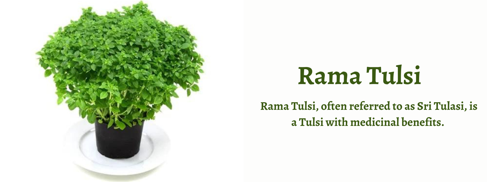 Rama Tulsi- Health Benefits, Uses and Important Facts - PotsandPans India