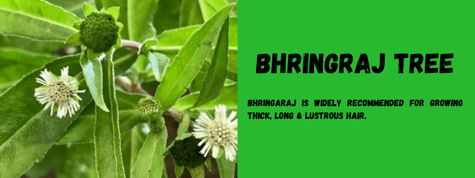 Bhringraj Tree- Health Benefits, Uses and Important Facts - PotsandPans ...