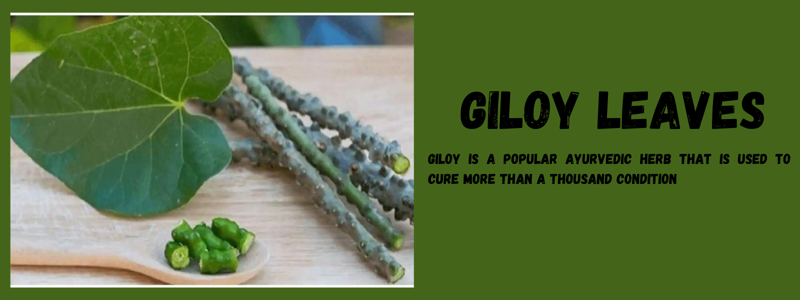 Giloy Leaves- Health Benefits, Uses and Important Facts - PotsandPans India