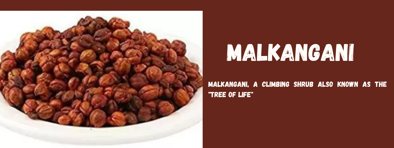 Malkangani- Health Benefits, Uses and Important Facts - PotsandPans India