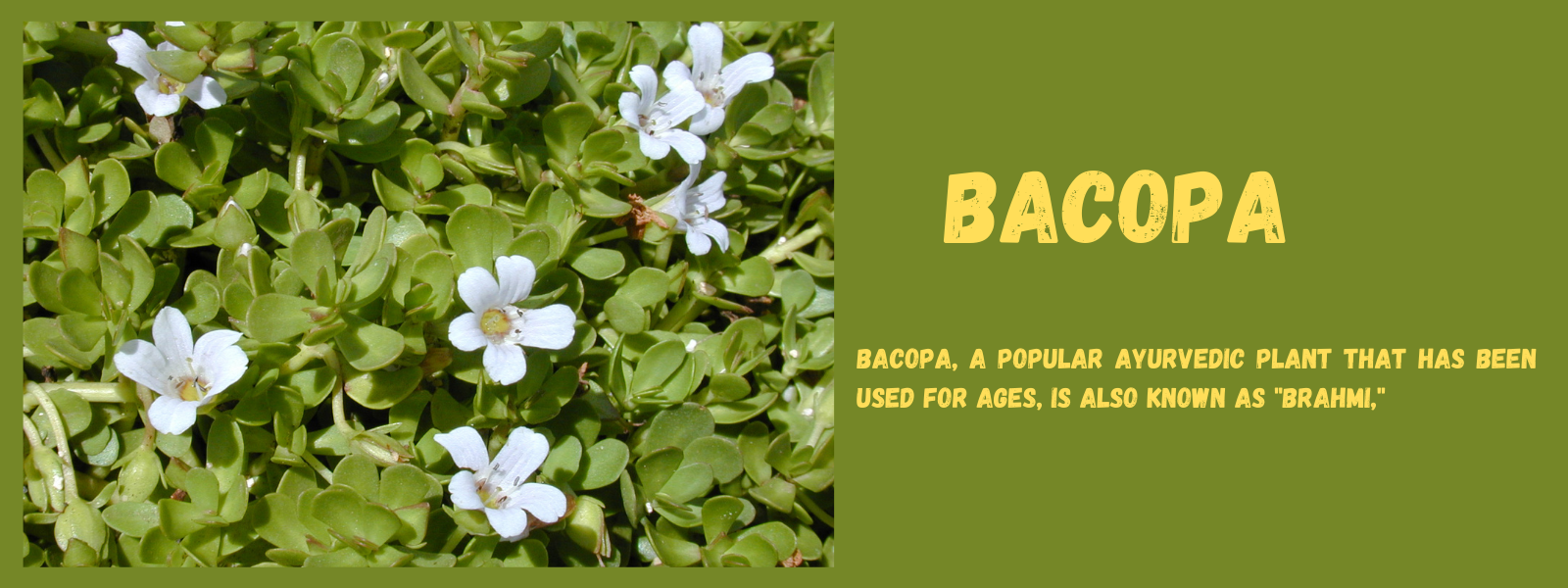 Bacopa - Health Benefits, Uses and Important Facts - PotsandPans India