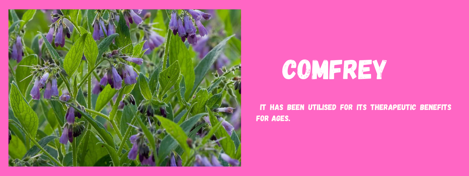Comfrey: Health Benefits, Uses and Important Facts - PotsandPans India