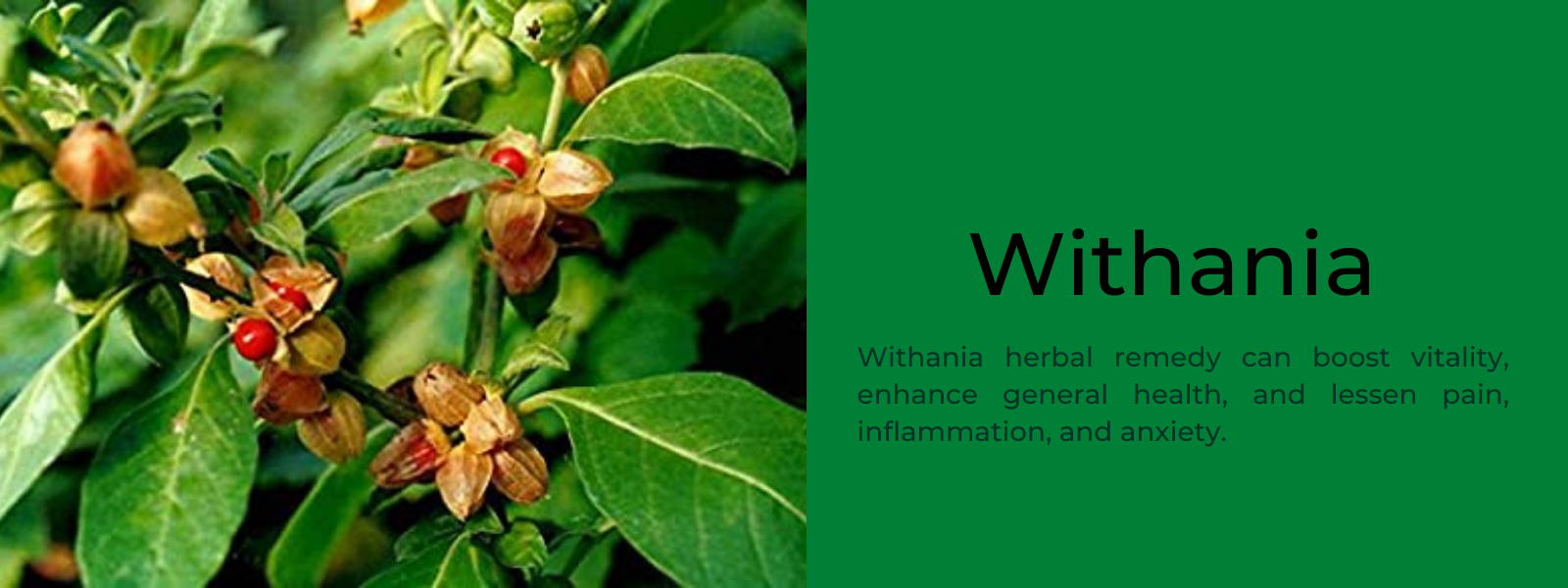 Withania: Health Benefits, Uses and Important Facts - PotsandPans India