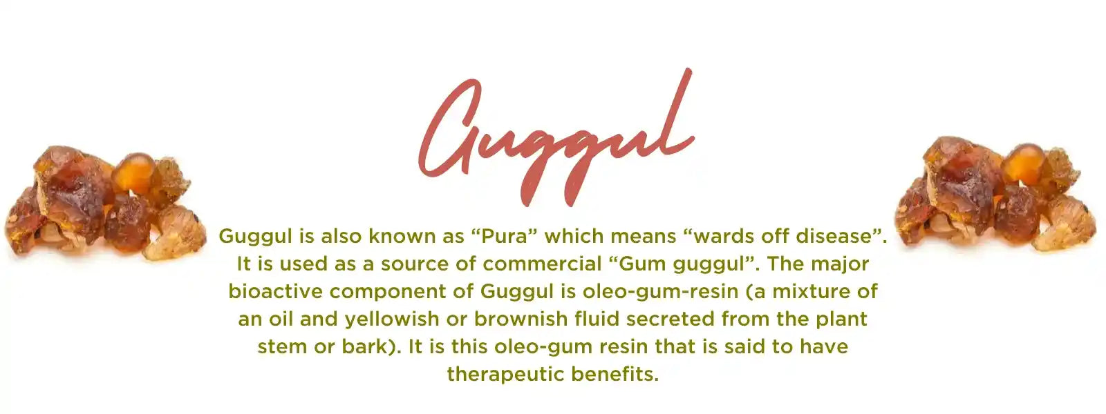 Guggul - Health Benefits, Uses and Important Facts - PotsandPans India