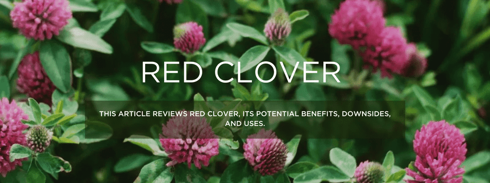 Red clover- Health Benefits, Uses and Important Facts - PotsandPans India