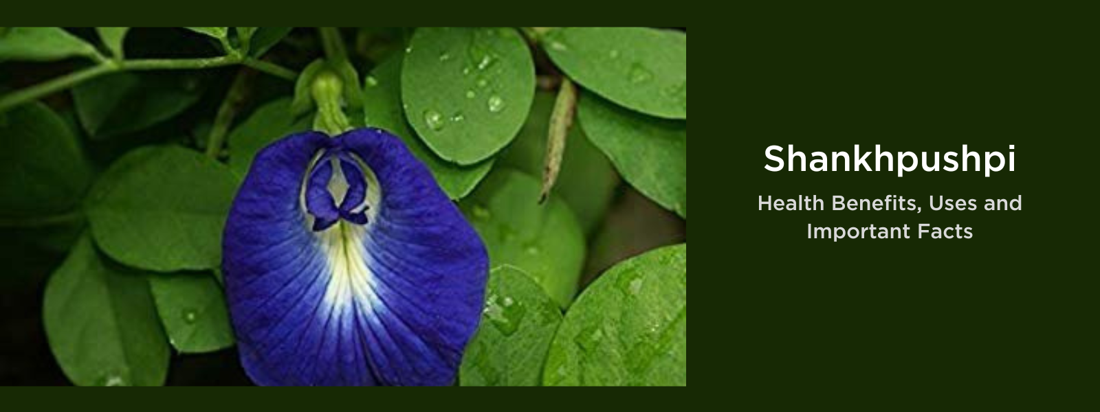 Shankhpushpi - Health Benefits, Uses and Important Facts - PotsandPans ...