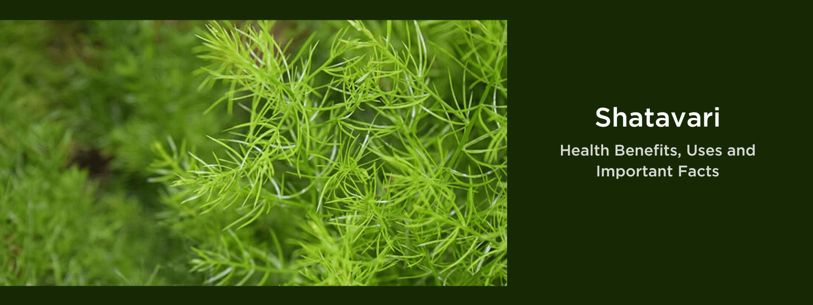 Shatavari- Health Benefits, Uses and Important Facts - PotsandPans India