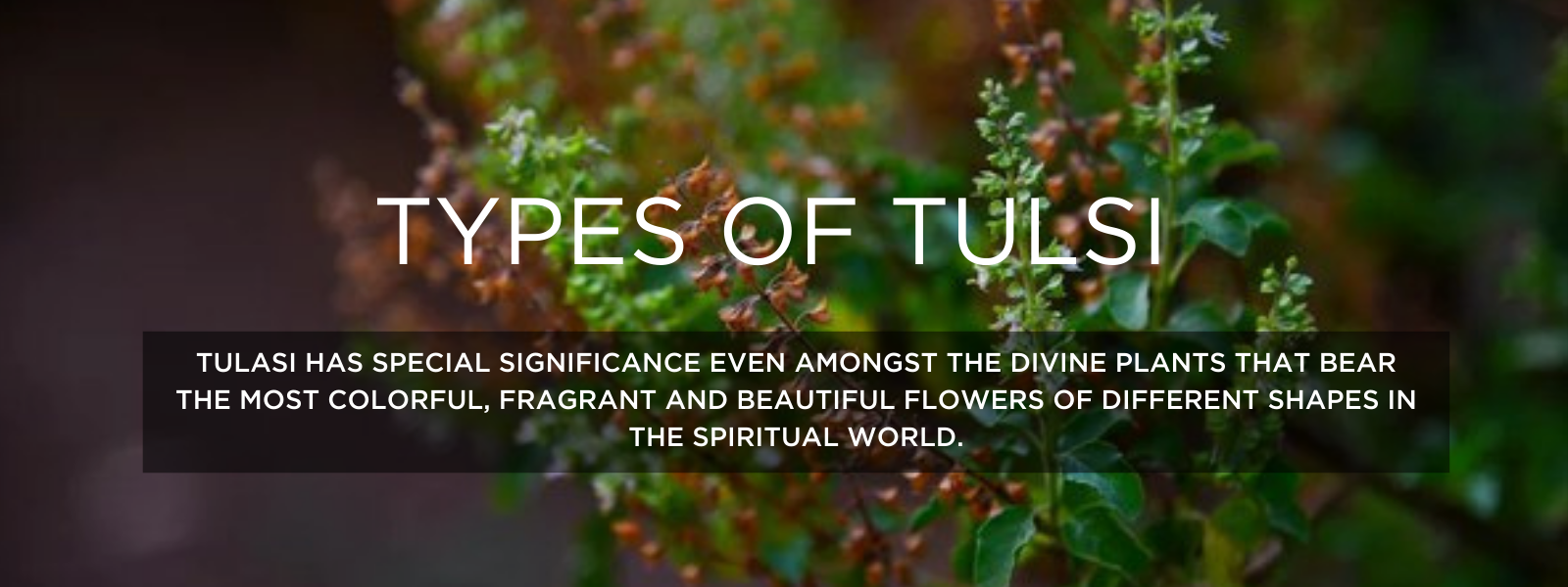 Types of tulsi- Health Benefits, Uses and Important Facts - PotsandPans ...