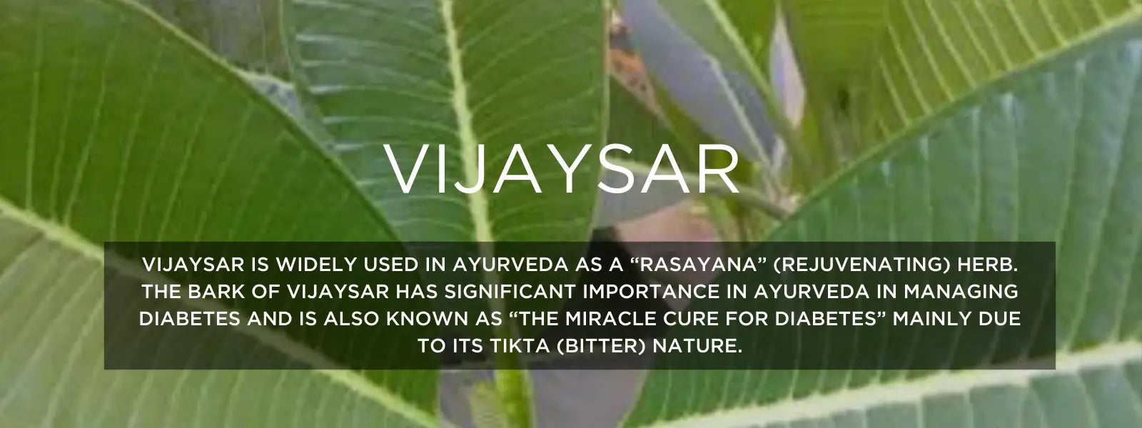 Vijaysar - Health Benefits, Uses and Important Facts - PotsandPans India