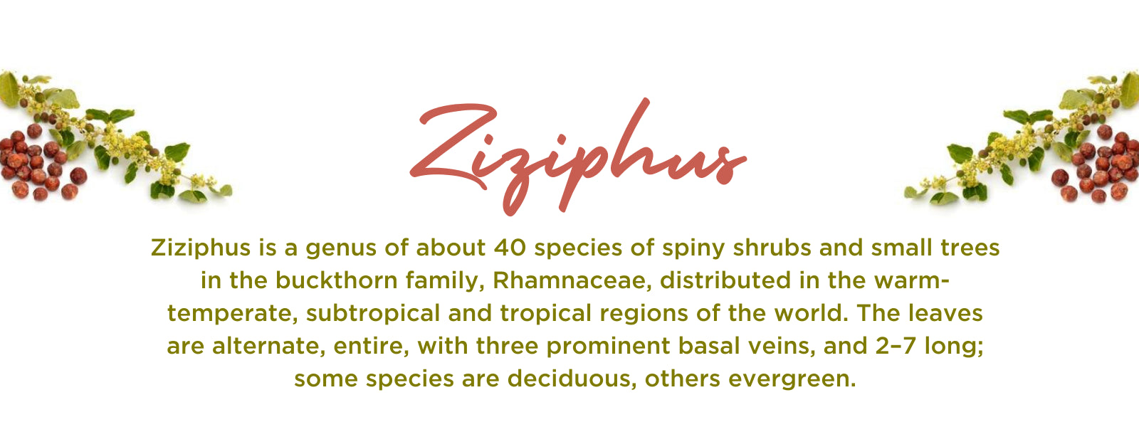 Ziziphus - Health Benefits, Uses and Important Facts - PotsandPans India