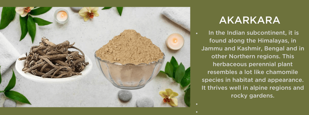 Akarkara- Health Benefits, Uses and Important Facts - PotsandPans India
