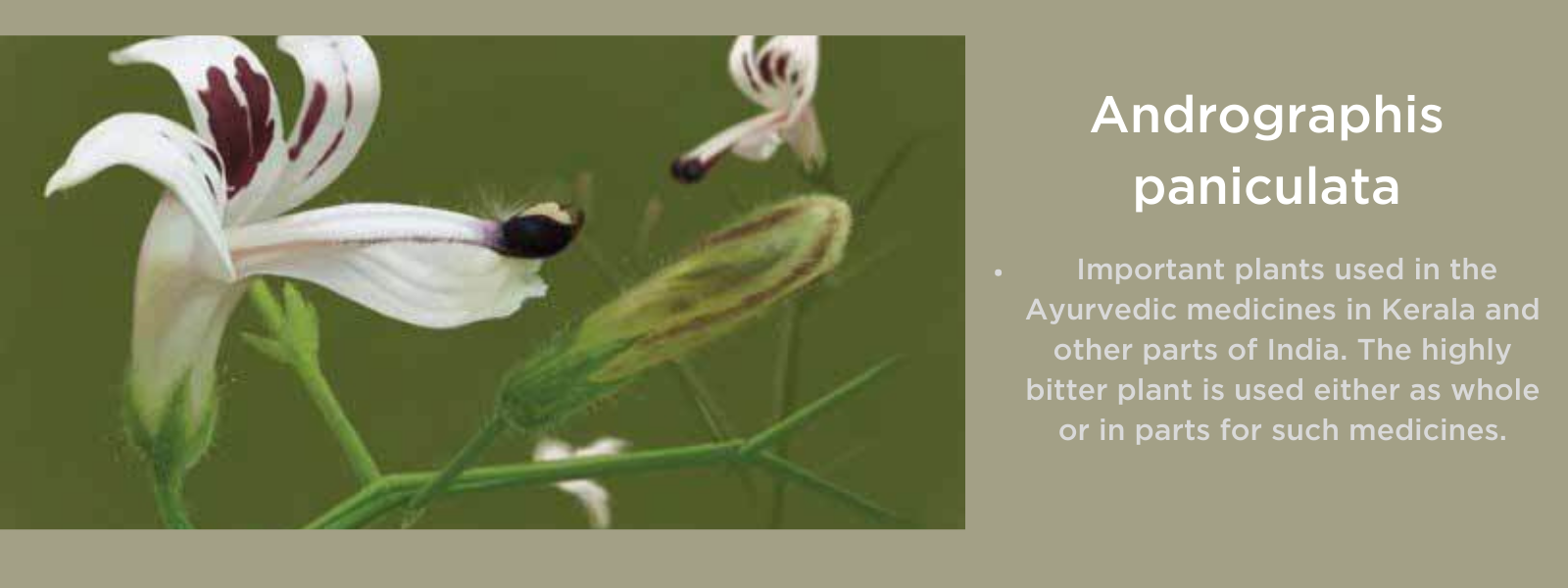 Andrographis Paniculata Whole Plant