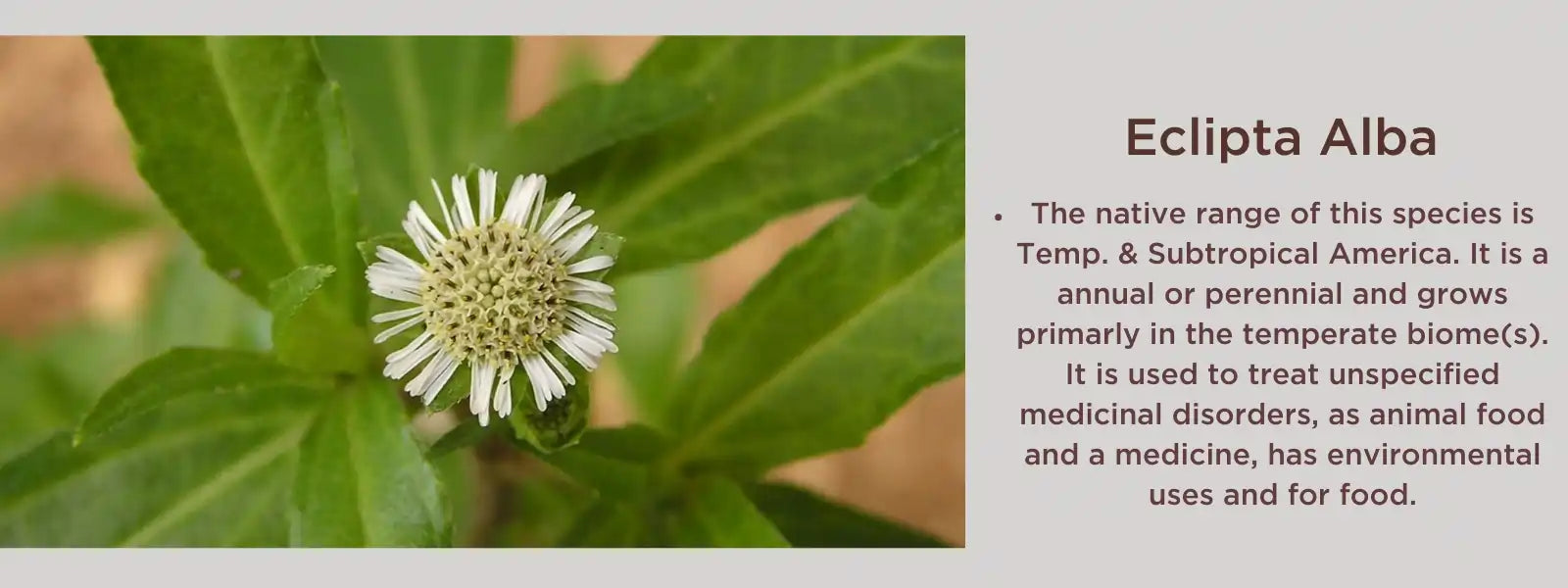 Eclipta alba- Health Benefits, Uses and Important Facts - PotsandPans India