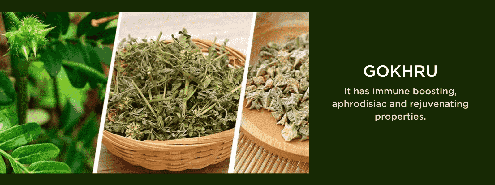 Gokhru - Health Benefits, Uses and Important Facts - PotsandPans India