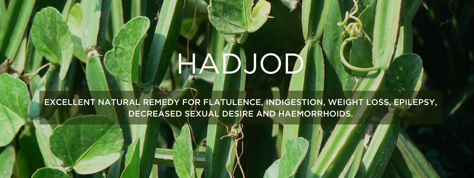 Hadjod - Health Benefits, Uses and Important Facts - PotsandPans India