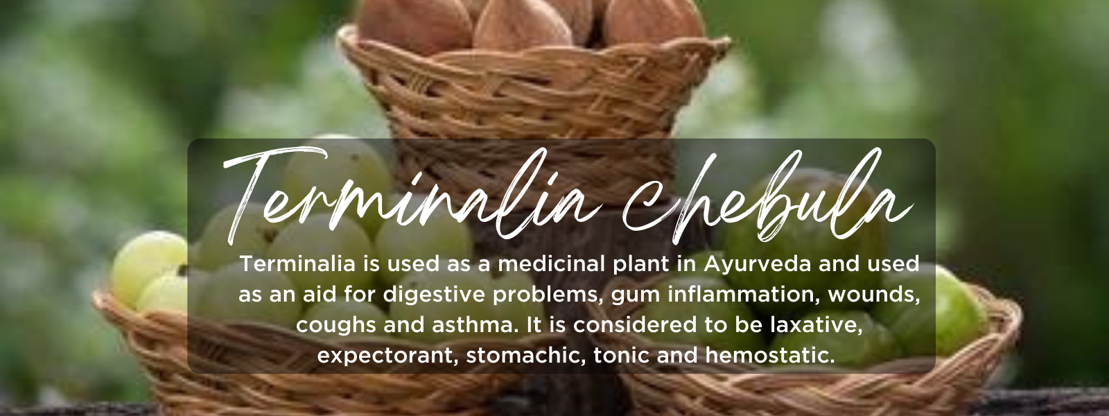 Terminalia Chebula- Health Benefits, Uses and Important Facts ...
